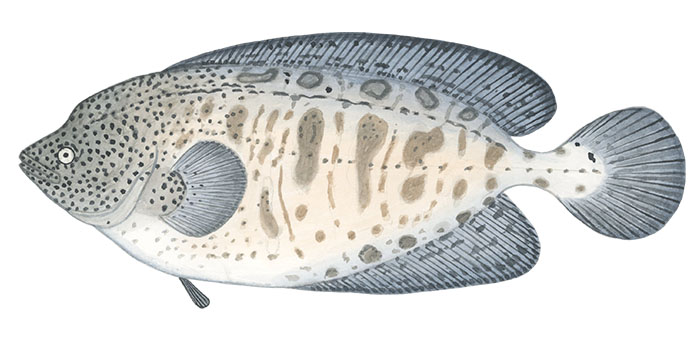 넝마고기(RagfishIcosteus). Icosteus aenigmaticus (Lockington, 1880).