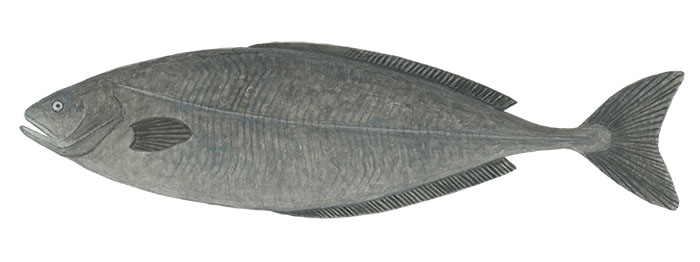 넝마고기(RagfishIcosteus). Icosteus aenigmaticus (Lockington, 1880).