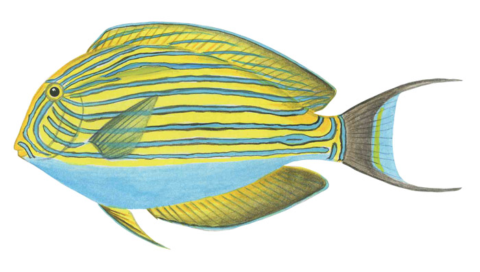 라인드 서젼피시(Lined surgeonfish). Acanthurus lineatus(Linnaeus, 1758)