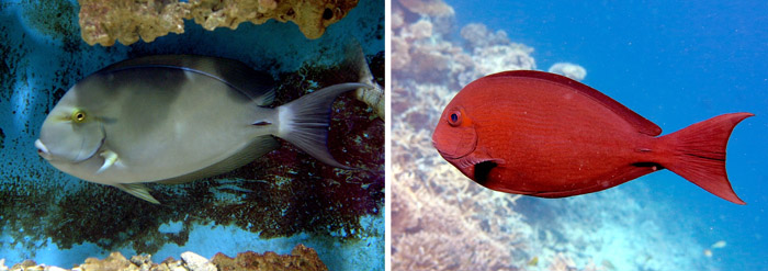 옐로우 마스크 서젼피시(Yellow mask surgeonfish). Acanthurus mata(Cuvier, 1829)