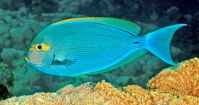 옐로우 마스크 서젼피시(Yellow mask surgeonfish). Acanthurus mata(Cuvier, 1829)