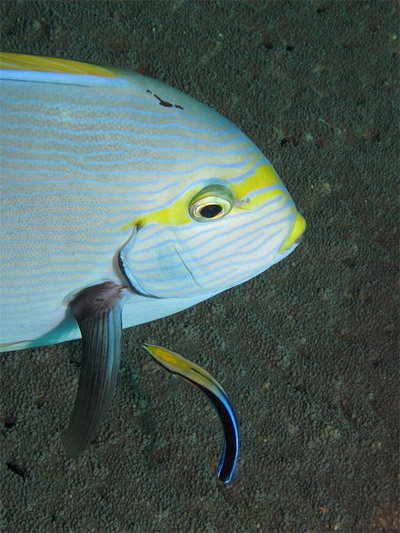옐로우 마스크 서젼피시(Yellow mask surgeonfish). Acanthurus mata(Cuvier, 1829)