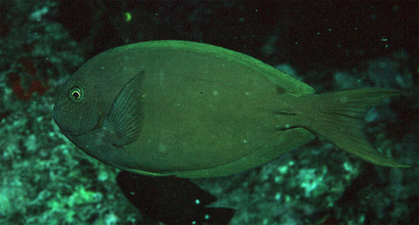 톰슨스 서젼피시(Thompson's surgeonfish). Acanthurus thompsoni(Fowler, 1923)