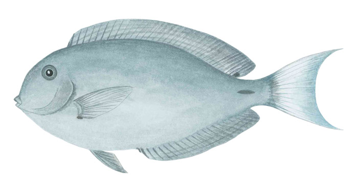 톰슨스 서젼피시(Thompson's surgeonfish). Acanthurus thompsoni(Fowler, 1923)
