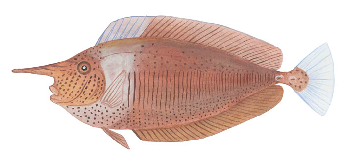 큰뿔표문쥐치(Spotted unicornfish). Naso brevirostris(Cuvier, 1829)