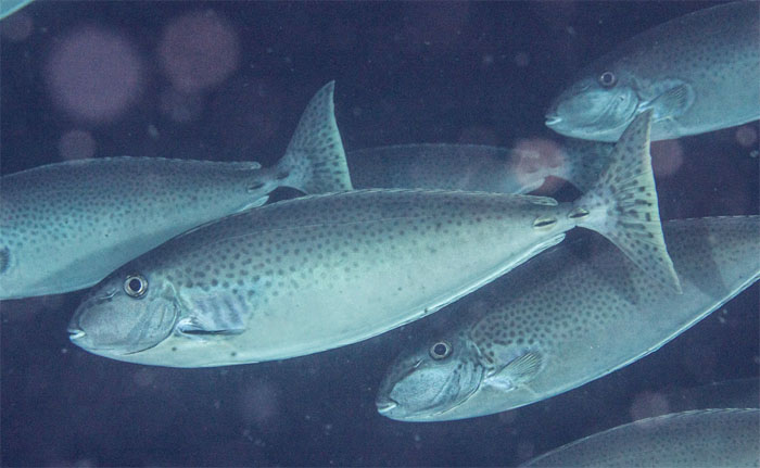 일롱게이트 유니콘피시(Elongate unicornfish). Naso lopezi(Herre, 1927)