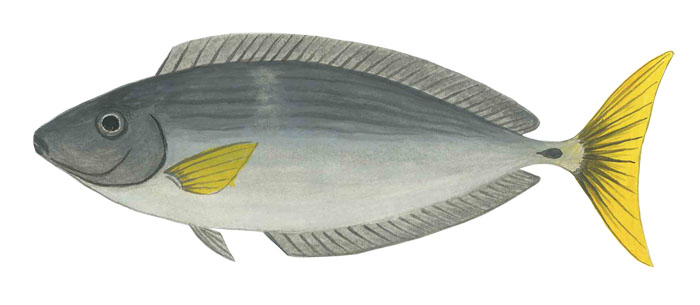 슬렌더 유니콘피시(Slender unicorn). Naso minor(Smith, 1966)