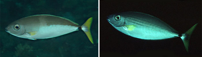 슬렌더 유니콘피시(Slender unicorn). Naso minor(Smith, 1966)