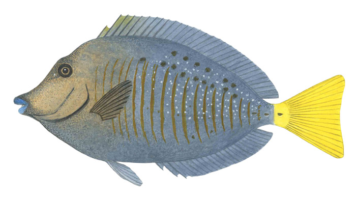 인도네시안 쏘테일(Indonesian sawtail). Prionurus chrysurus(Randall, 2001)