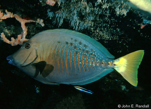 인도네시안 쏘테일(Indonesian sawtail). Prionurus chrysurus(Randall, 2001)