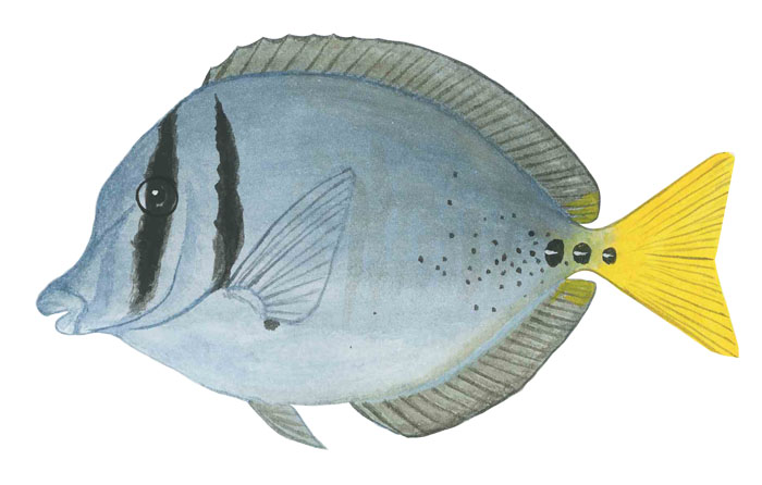 레이저 서젼피시(Razor surgeonfish). Prionurus laticlavius(Valenciennes, 1846)