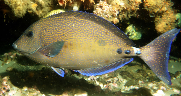 옐로우스포티드 쏘우테일(Yellowspotted sawtail). Prionurus maculatus(Ogilby, 1887)