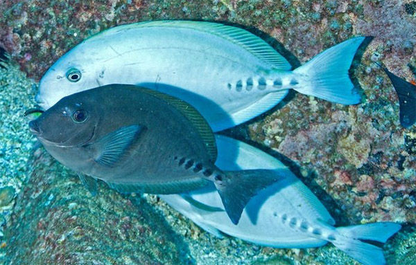 식스플레이트 쏘우테일(Sixplate sawtail). Prionurus microlepidotus(Lacepède, 1804)