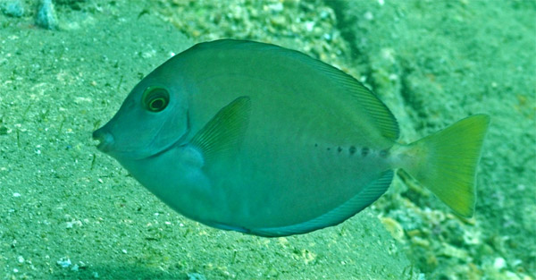 식스플레이트 쏘우테일(Sixplate sawtail). Prionurus microlepidotus(Lacepède, 1804)