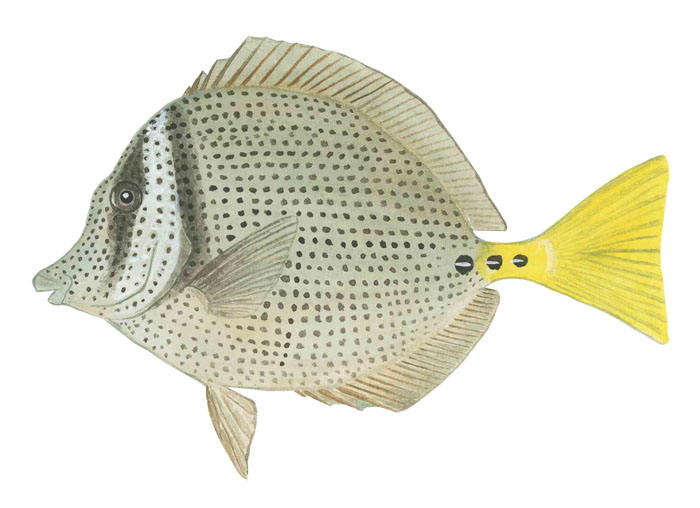 옐로우테일 서젼피시(Yellowtail surgeonfish). Prionurus punctatus(Gill, 1862)