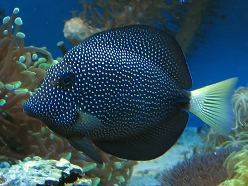 스폿티드 탱(Spotted tang). Zebrasoma gemmatum(Valenciennes, 1835)