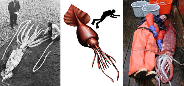 수중세계의 최고, 최하, 최대, 최소, 최악 챔피언들