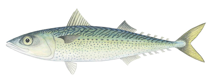 대서양 첩 고등어(Atlantic chub mackerel). Scomber colias