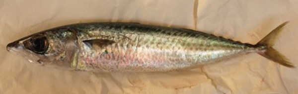 대서양 첩 고등어(Atlantic chub mackerel). Scomber colias