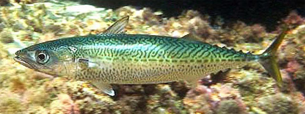 대서양 첩 고등어(Atlantic chub mackerel). Scomber colias