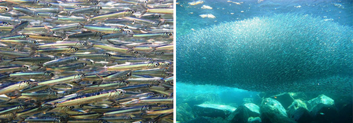 멸치과 Family Engraulidae(Anchovies).