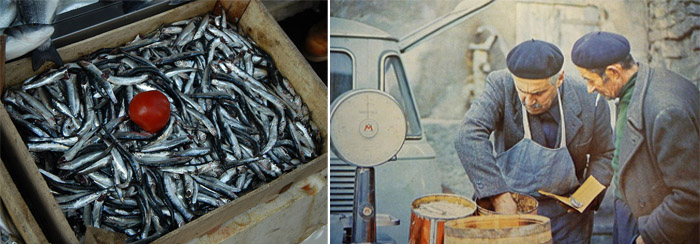멸치과 Family Engraulidae(Anchovies).