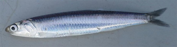 멸치과 Family Engraulidae(Anchovies).
