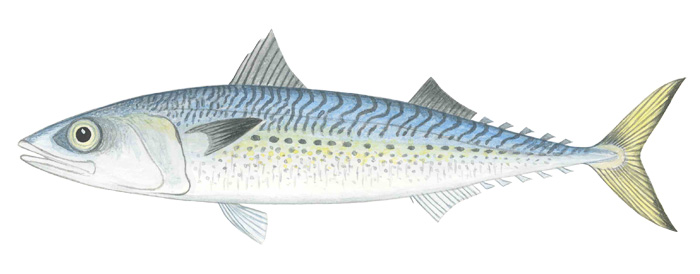 인도양 고등어(Indian Ocean Mackerel) Scomber indicus