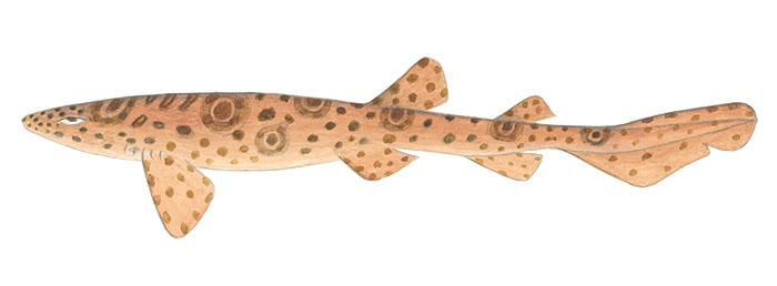 사라와크 피그미 스웰 샤크(Sarawak pygmy swell shark)