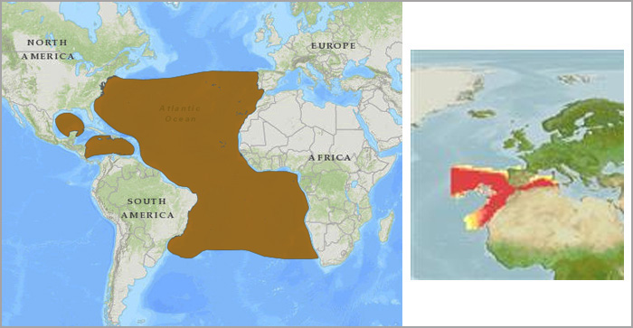라운드스케일 스피어피시(Roundscale spearfish). Tetrapturus georgii(Lowe, 1841)