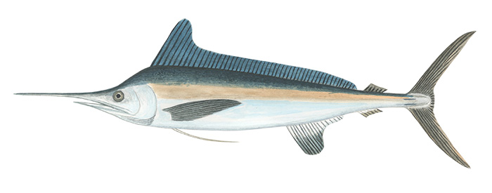 라운드스케일 스피어피시(Roundscale spearfish). Tetrapturus georgii(Lowe, 1841)