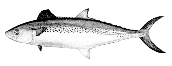 인도태평양킹맥커럴(Indo-Pacific king mackerel). Scomberomorus guttatus(Bloch ...