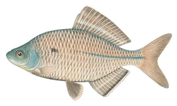 큰줄납자루(large bitterling). Acheilognathus majusculus