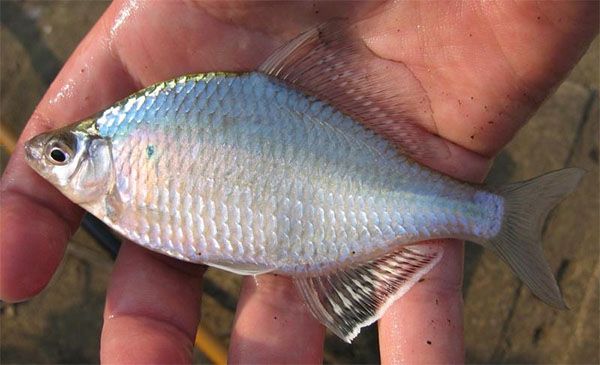 큰줄납자루(large bitterling). Acheilognathus majusculus