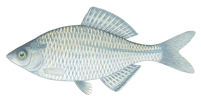 납지리(flat bitterling). Acheilognathus rhombeus