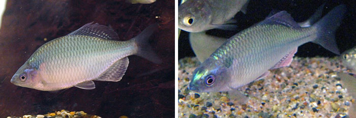 납지리(flat bitterling). Acheilognathus rhombeus