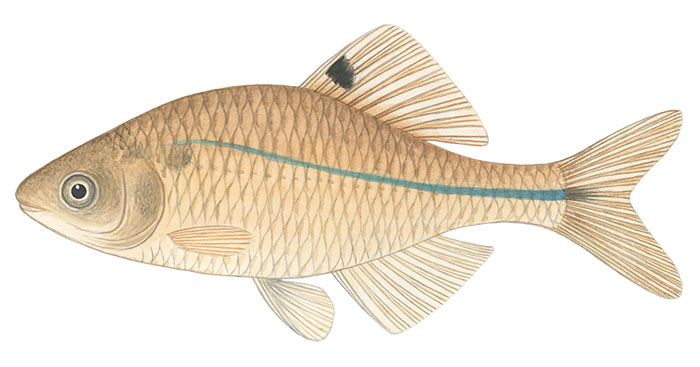 떡납줄갱이(Korean Rosy bitterling). Rhodeus notatus