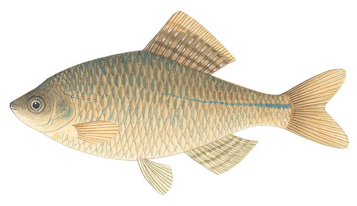 한강납줄개(hangang bitterling). Rhodeus pseudosericeus