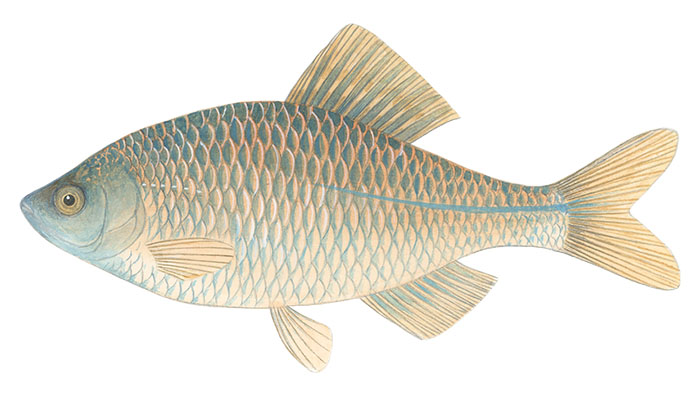 납줄개(amur bitterling) Rhodeus sericeus