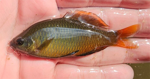 칼납자루(oily bitterling). Tanakia koreensis