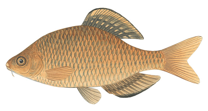 칼납자루(oily bitterling). Tanakia koreensis