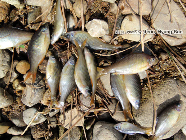 칼납자루(oily bitterling). Tanakia koreensis