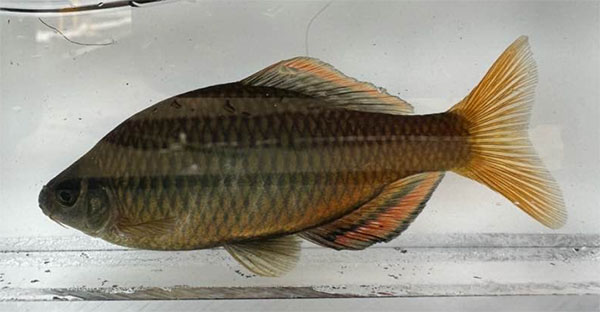 칼납자루(oily bitterling). Tanakia koreensis