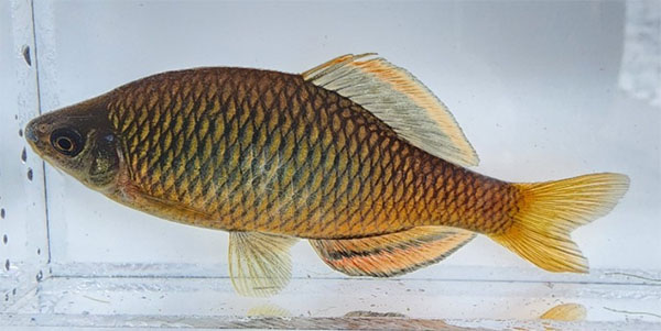 칼납자루(oily bitterling). Tanakia koreensis