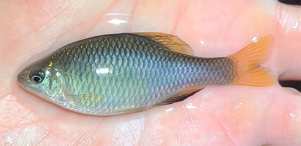 칼납자루(oily bitterling). Tanakia koreensis