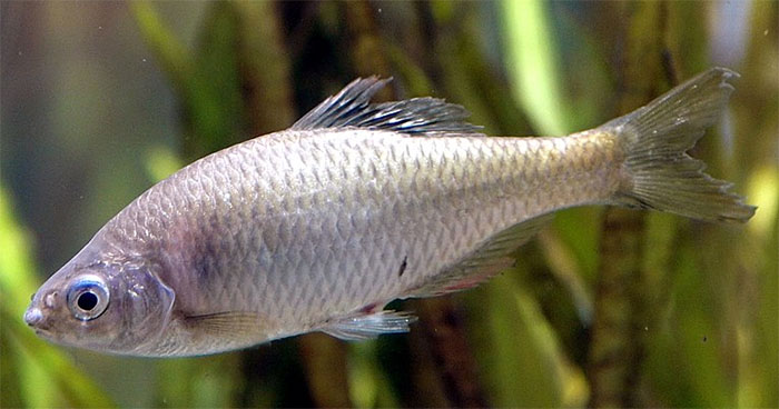납자루(slender bitterling)Tanakia lanceolata