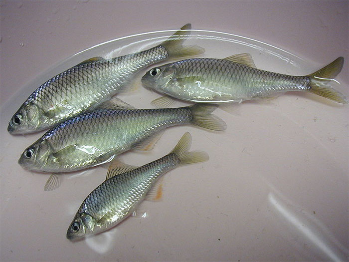 납자루(slender bitterling)Tanakia lanceolata