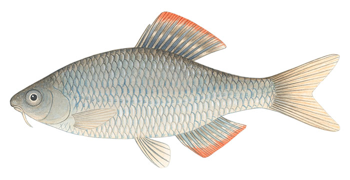 납자루(slender bitterling)Tanakia lanceolata