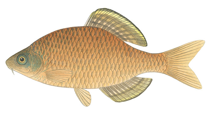 임실납자루(somjin bitterling). Tanakia somjinensis