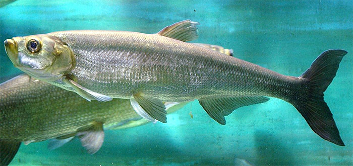 강준치(Predatory carp). Chanodichthys erythropterus